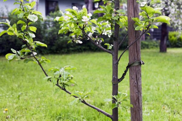 Fruitboom planten: De Do's en Don'ts - Oude Fruitbomen